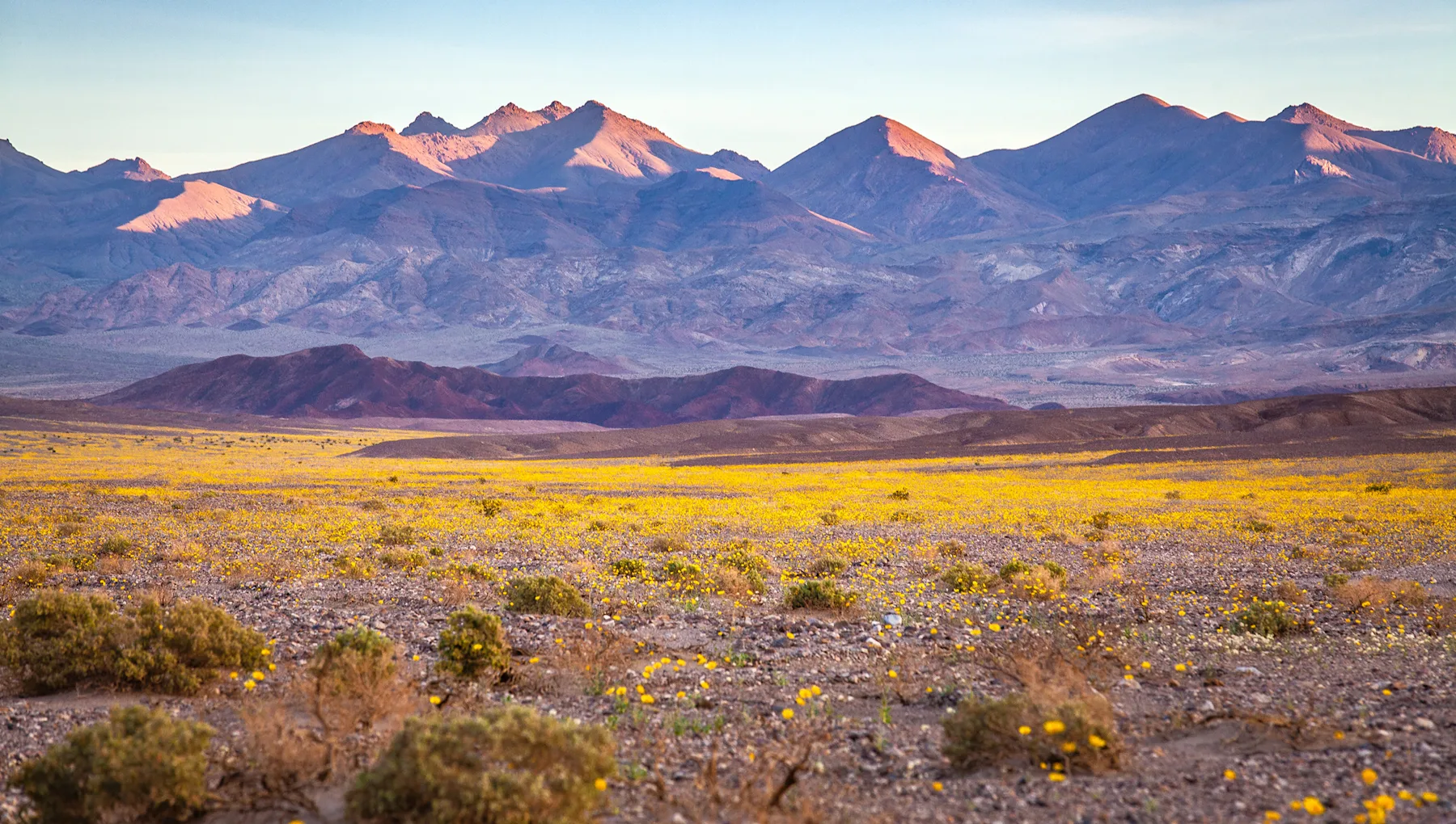 A Rare Wildflower Bloom in Death Valley National Park - Xanterra Travel ...
