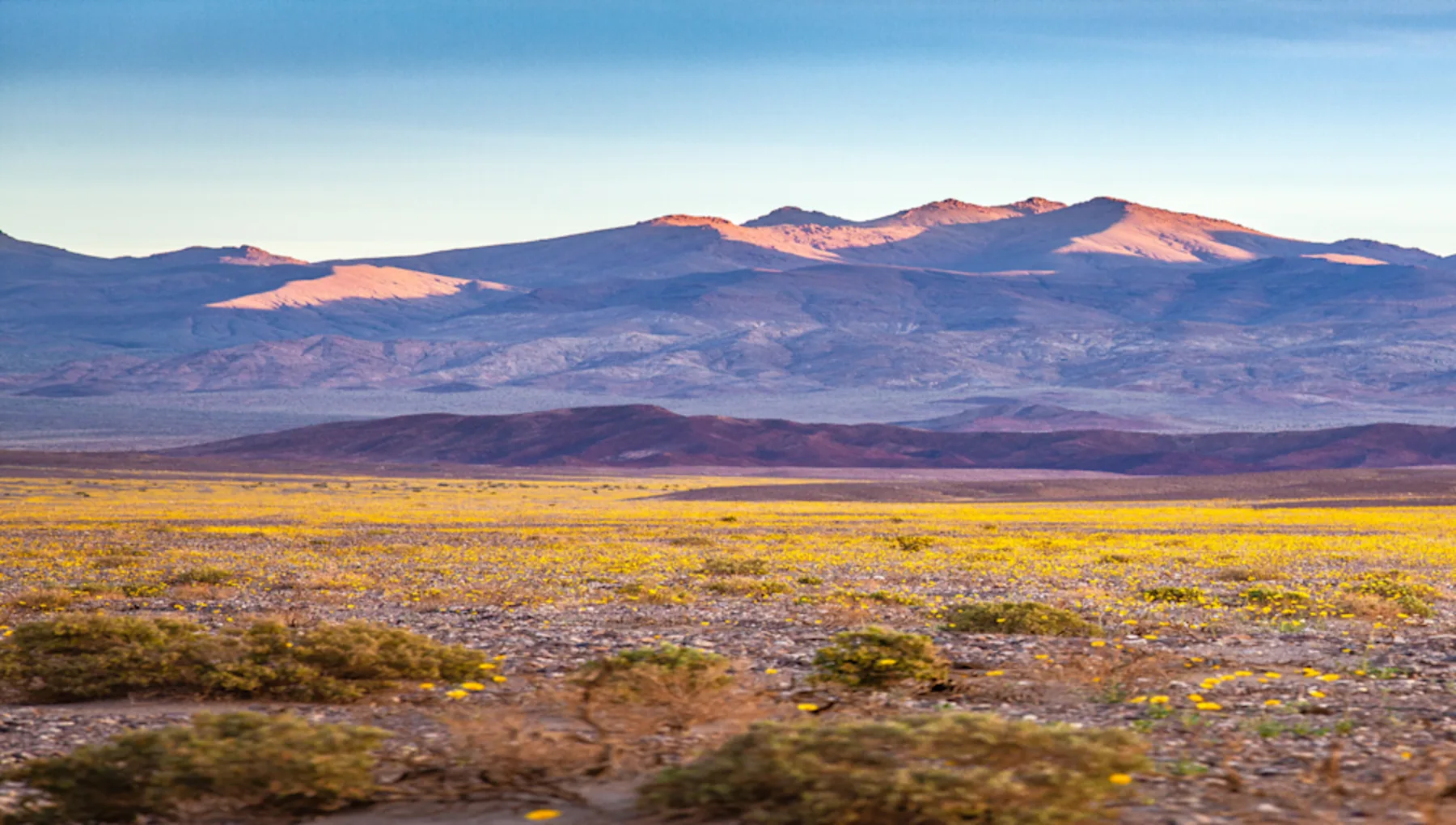 A Rare Wildflower Bloom in Death Valley National Park - Xanterra Travel ...
